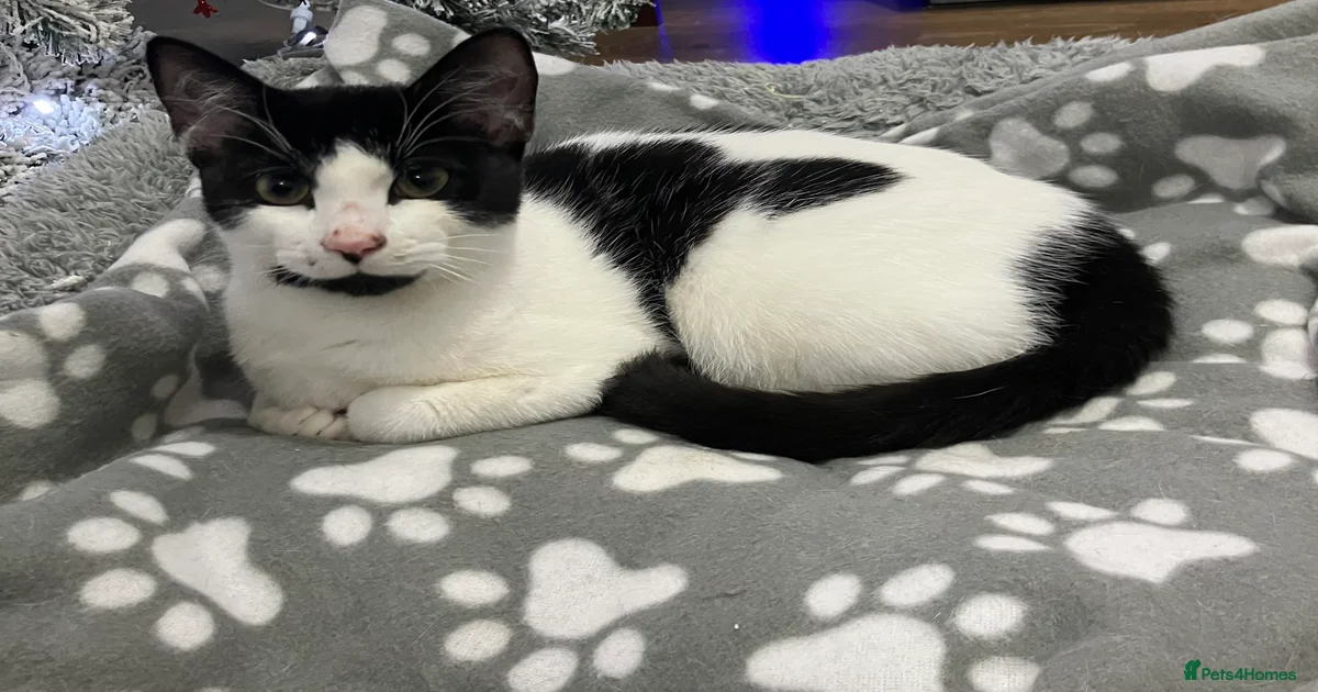 Manx Kittens for sale | Pets4Homes