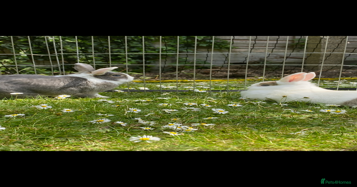Brother and sister mini Rex X netherland dwarf for sale in Romford ...