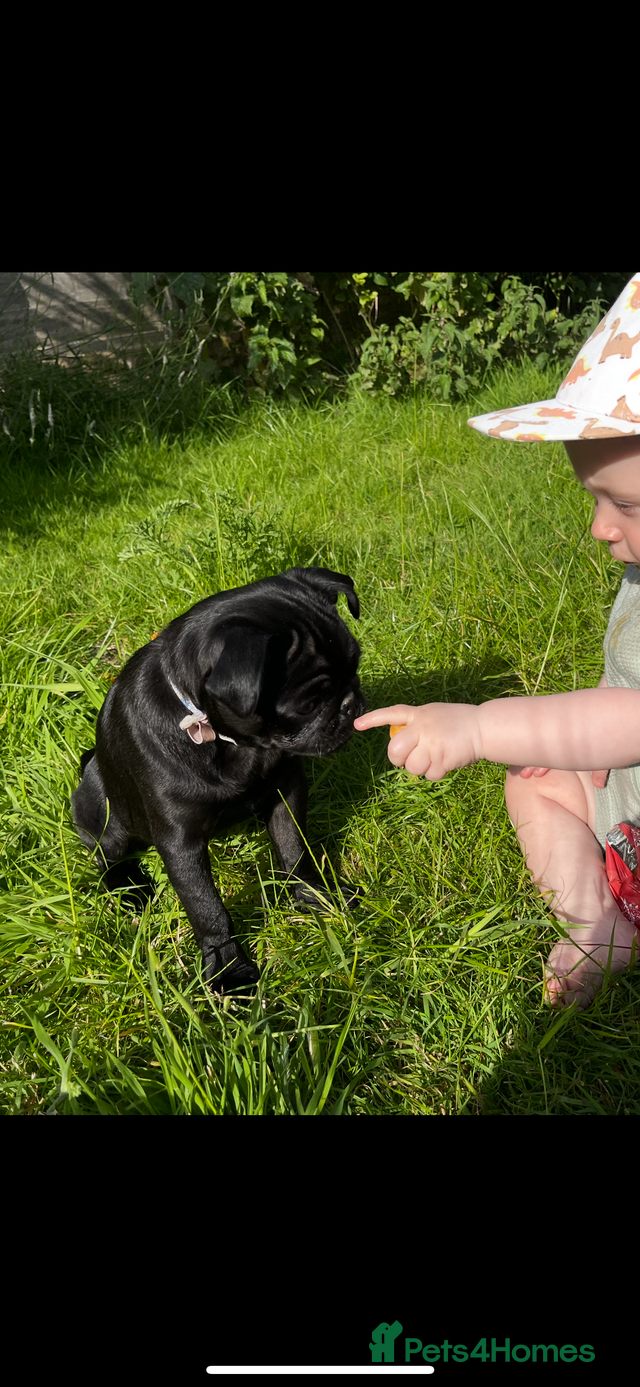 Beautiful pug for sale for sale in Birmingham | Pets4Homes