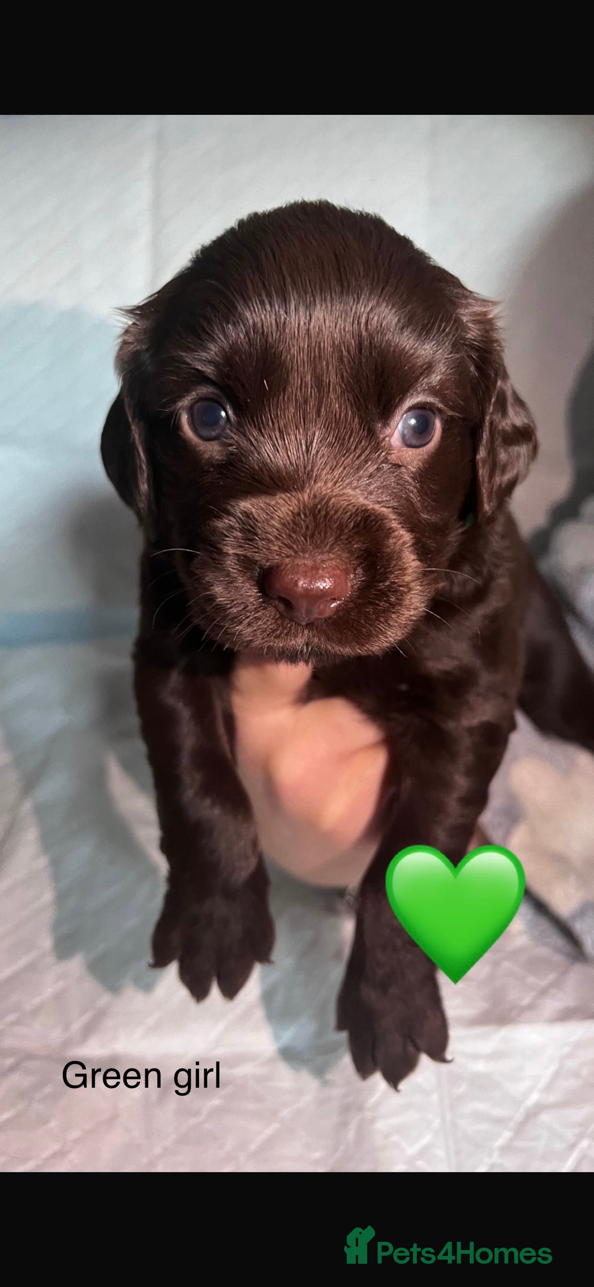 Chocolate cocker spaniel puppies for sale in Wallington | Pets4Homes