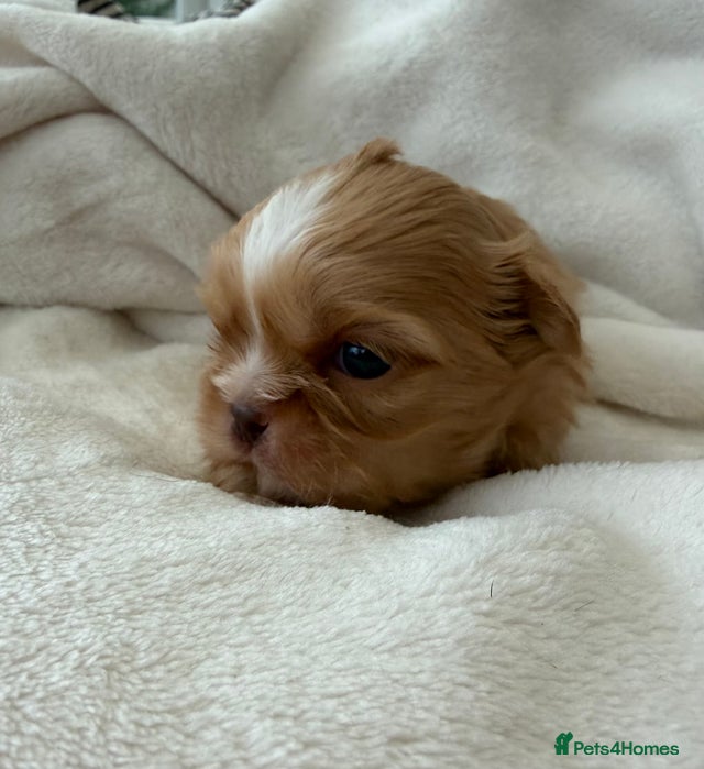 Stunning Shih Tzu Babes - ready ** s weekend for sale in Crewe | Pets4Homes