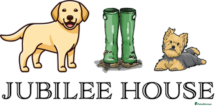 Licensed Kitten Breeders | Pets4Homes