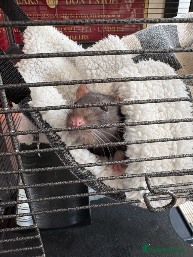 Rats looking for a new home for sale in Manchester | Pets4Homes
