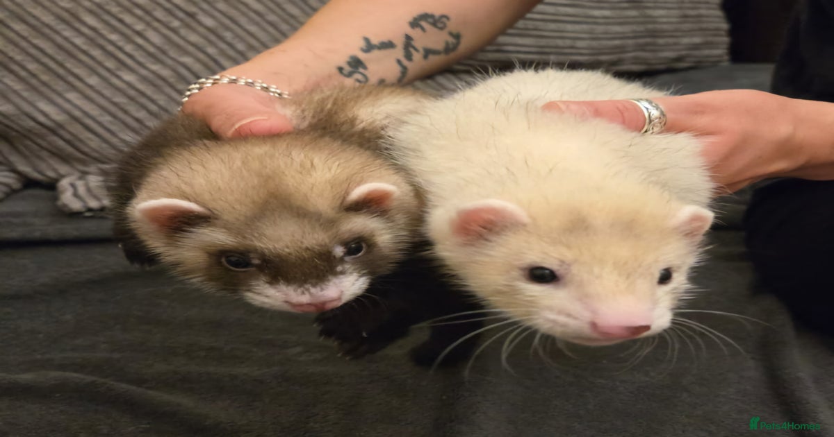 Pet ferrets for sale in Reading | Pets4Homes