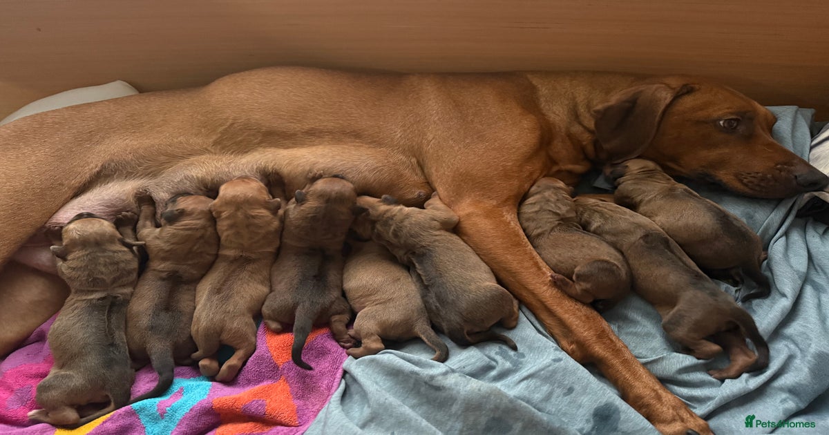 Rhodesian Ridgebacks for sale in Ashington | Pets4Homes