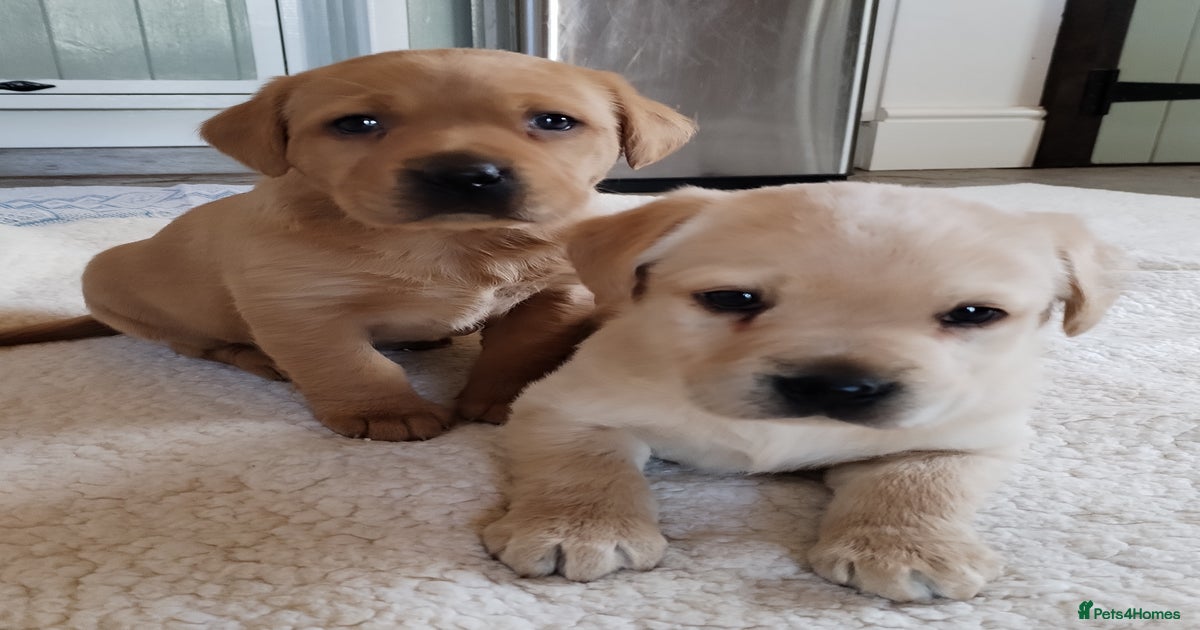 Adorable fox red/yellow labrador pups for sale in Burton-on-Trent ...