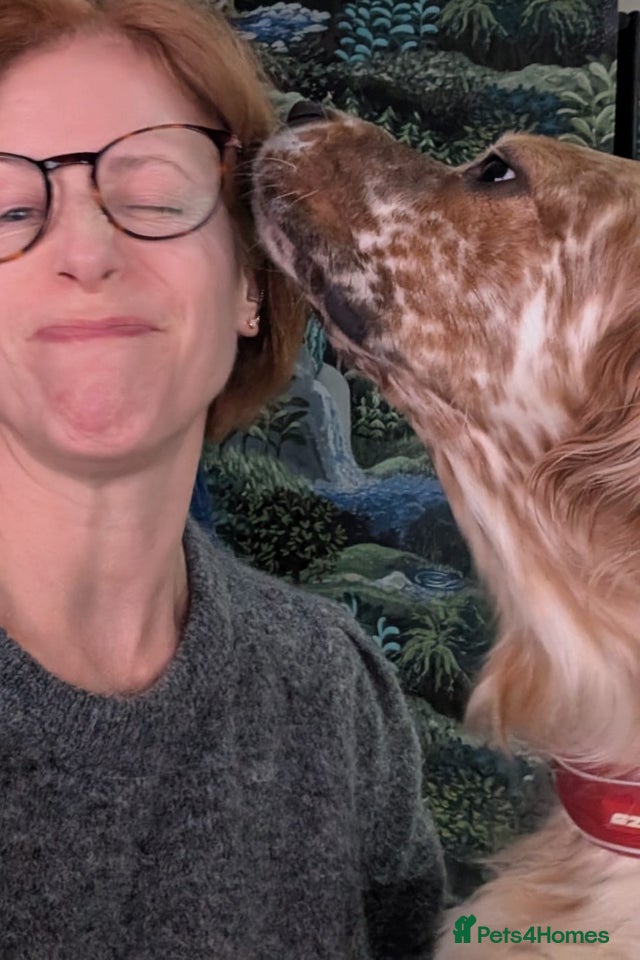 Rafa, English Setter/Boxer cross for adoption in Bishop's Stortford ...