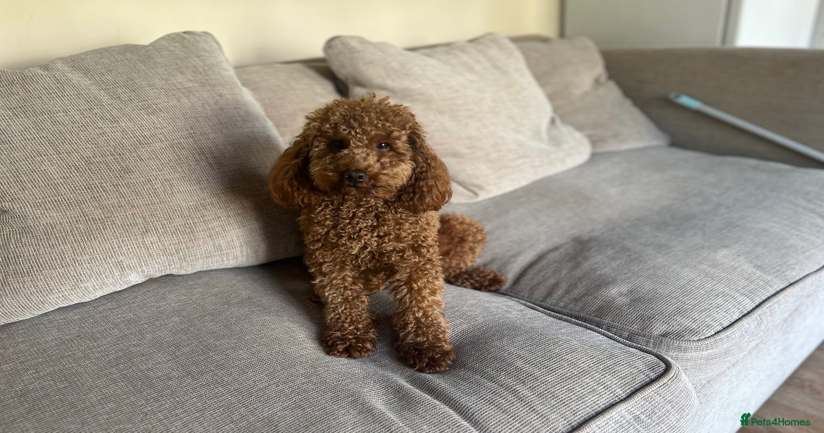Kc Health tested fox red Toy poodle for stud for stud in Stevenage ...
