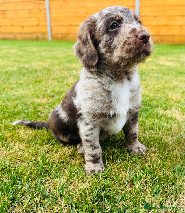 Chocolate Merle & Black Merle Labradoodle Babies🐾 for sale in Diss ...