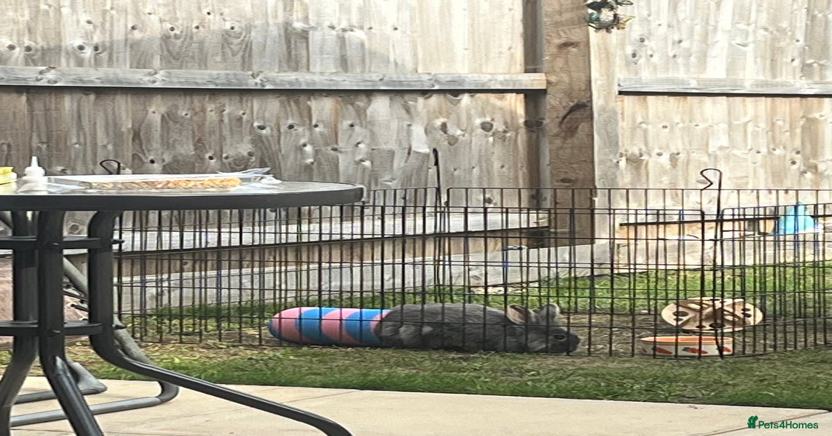 Male Grey Lionhead Rabbit for sale in Derby | Pets4Homes