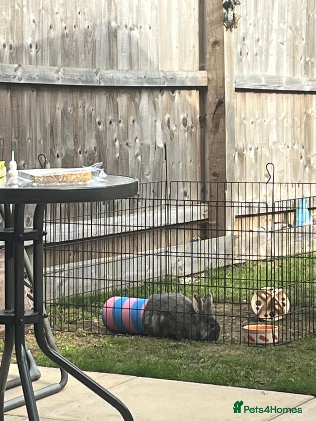 Male Grey Lionhead Rabbit for sale in Derby | Pets4Homes