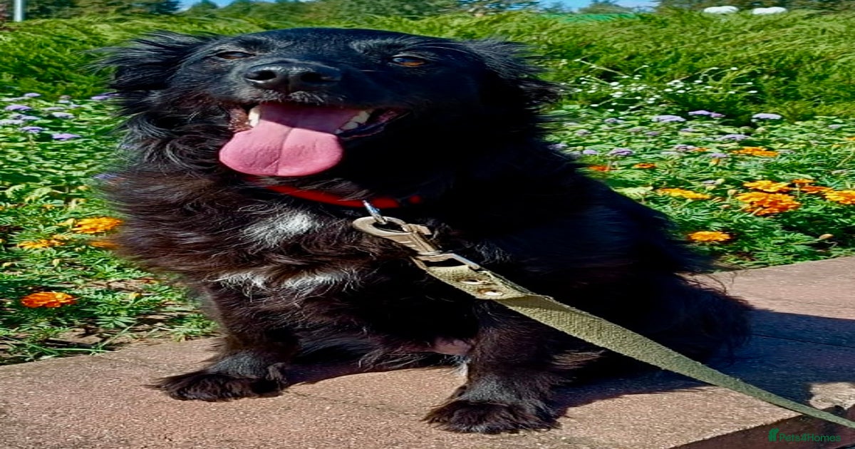 SOFIA – Female Border Collie for adoption in West Malling | Pets4Homes