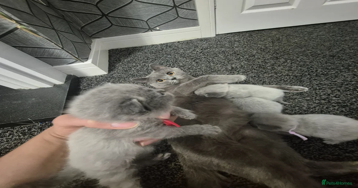 British short hair lilac for sale in Batley | Pets4Homes