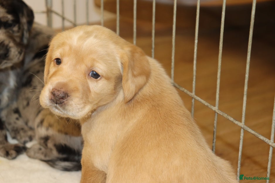 Springador puppies for sale | Pets4Homes