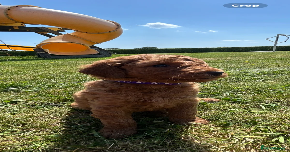 Miniature labradoodle Labradoodle Puppies for sale | Pets4Homes