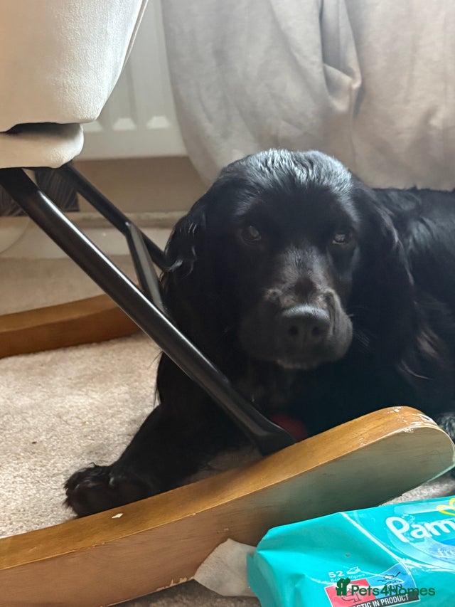Reggie for sale in Rainham | Pets4Homes
