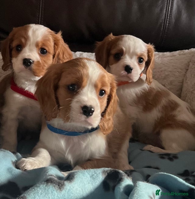 Stunning cavalier King Charles boys for sale in Carmarthen | Pets4Homes