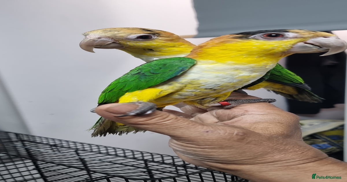 tame caique male female with dna for sale in London | Pets4Homes