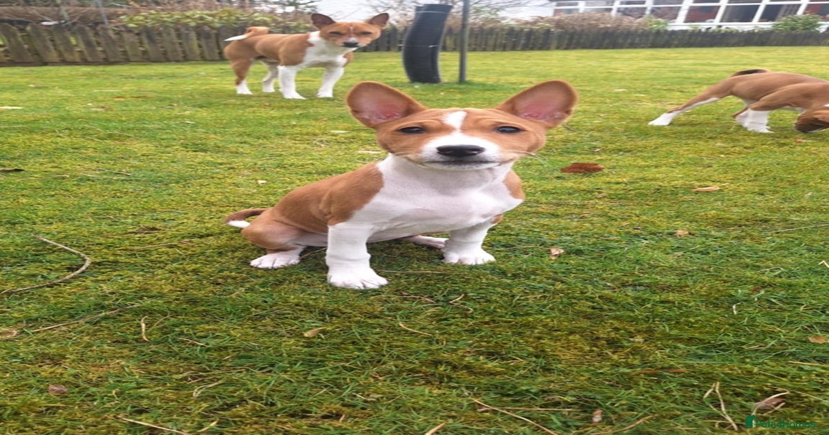 Beautiful female basenji for sale in Dumfries | Pets4Homes