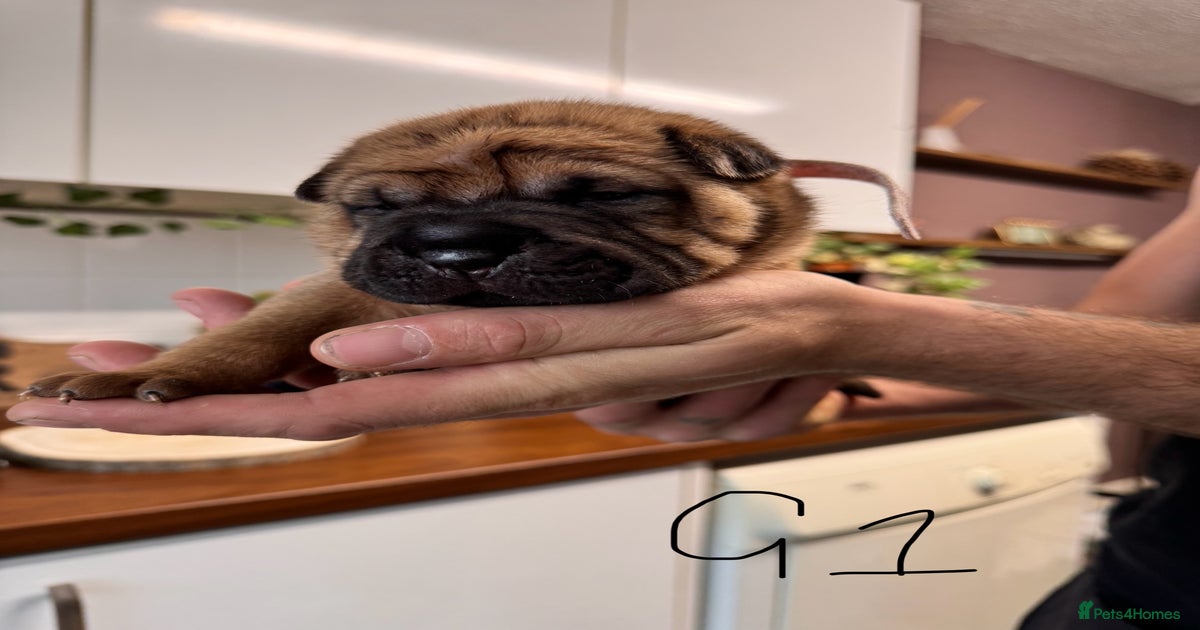 Sharp pie puppies for sale in Thetford | Pets4Homes