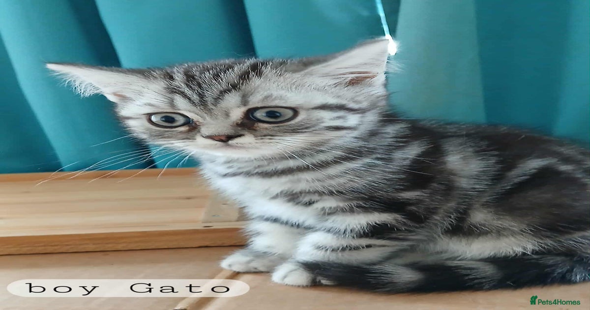 Bsh.Silver Classic Tabby.GCCF. for sale in Coventry | Pets4Homes