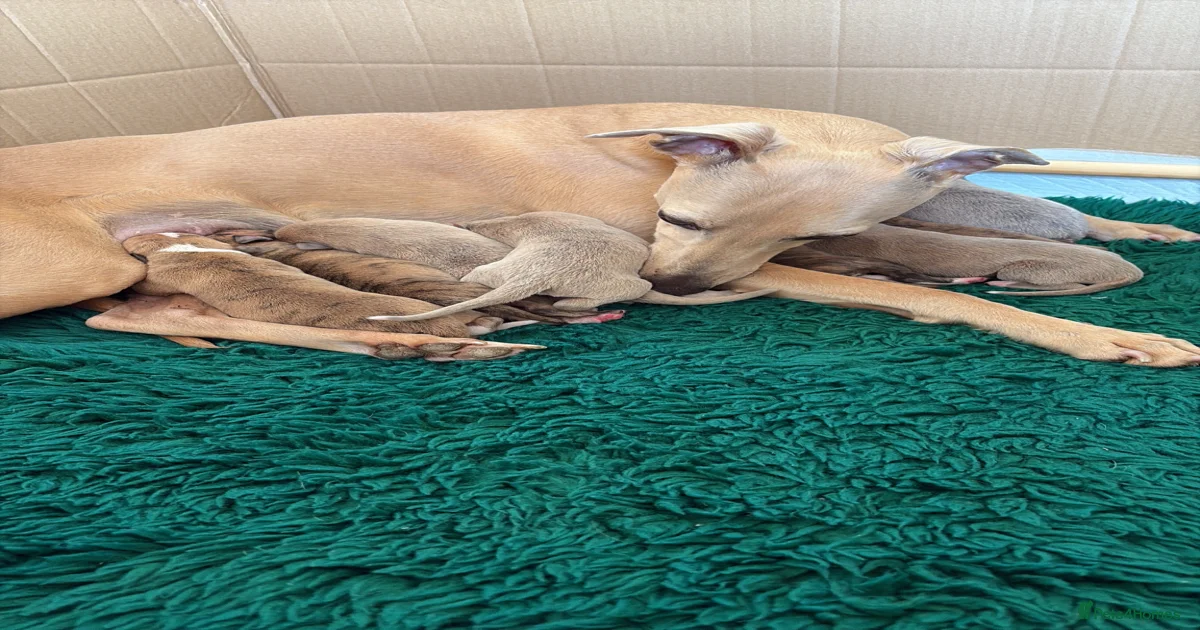 Whippet Puppies for sale in Wickford, Essex | Pets4Homes