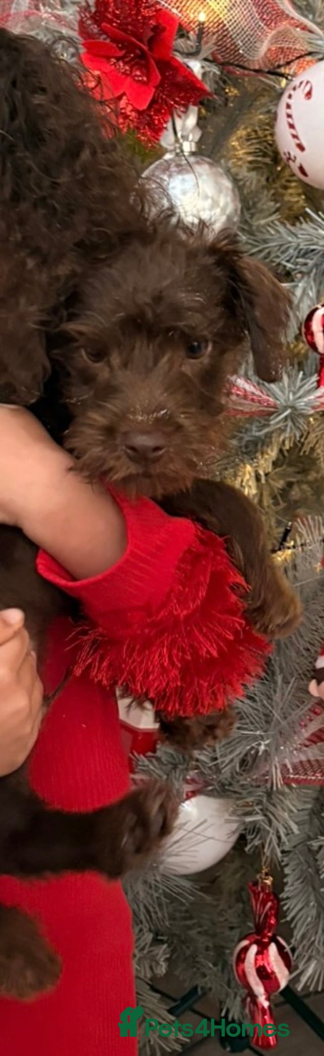 16 week old patterdale terrier x cockapoo mix for sale in Wigan ...
