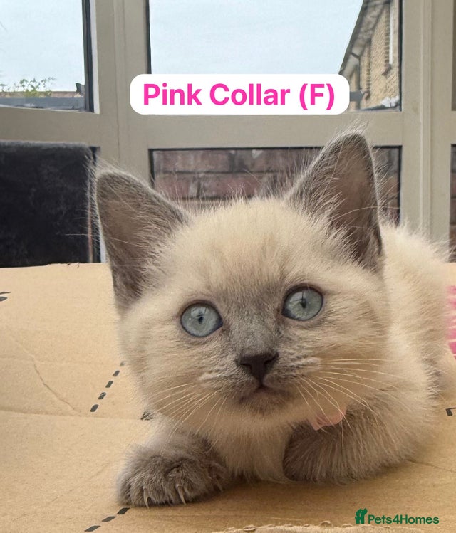 Championship Bloodline Ragdoll Kittens for sale in Isleworth | Pets4Homes