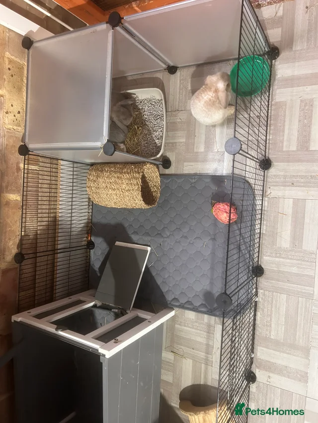 Beautiful mini lop Bunnies for sale in Battle | Pets4Homes