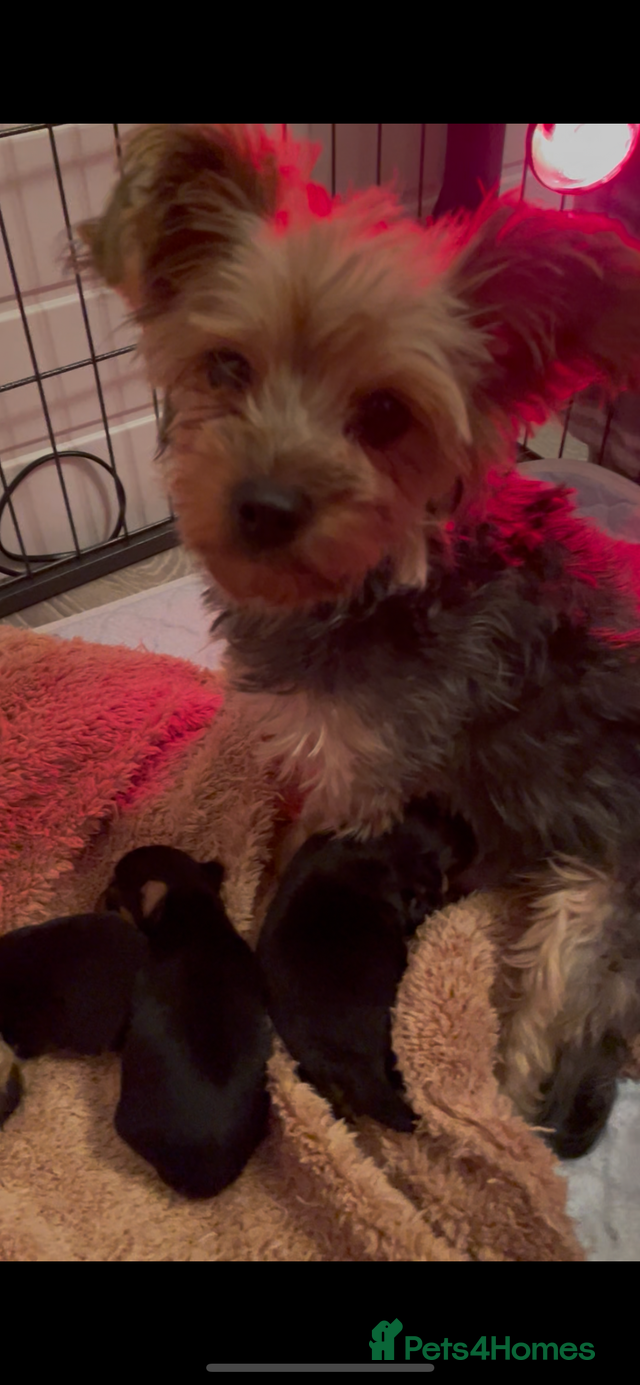 MINI KC YORKIE TERRIER PUPS,VACCS, chip ect for sale in Cradley Heath ...