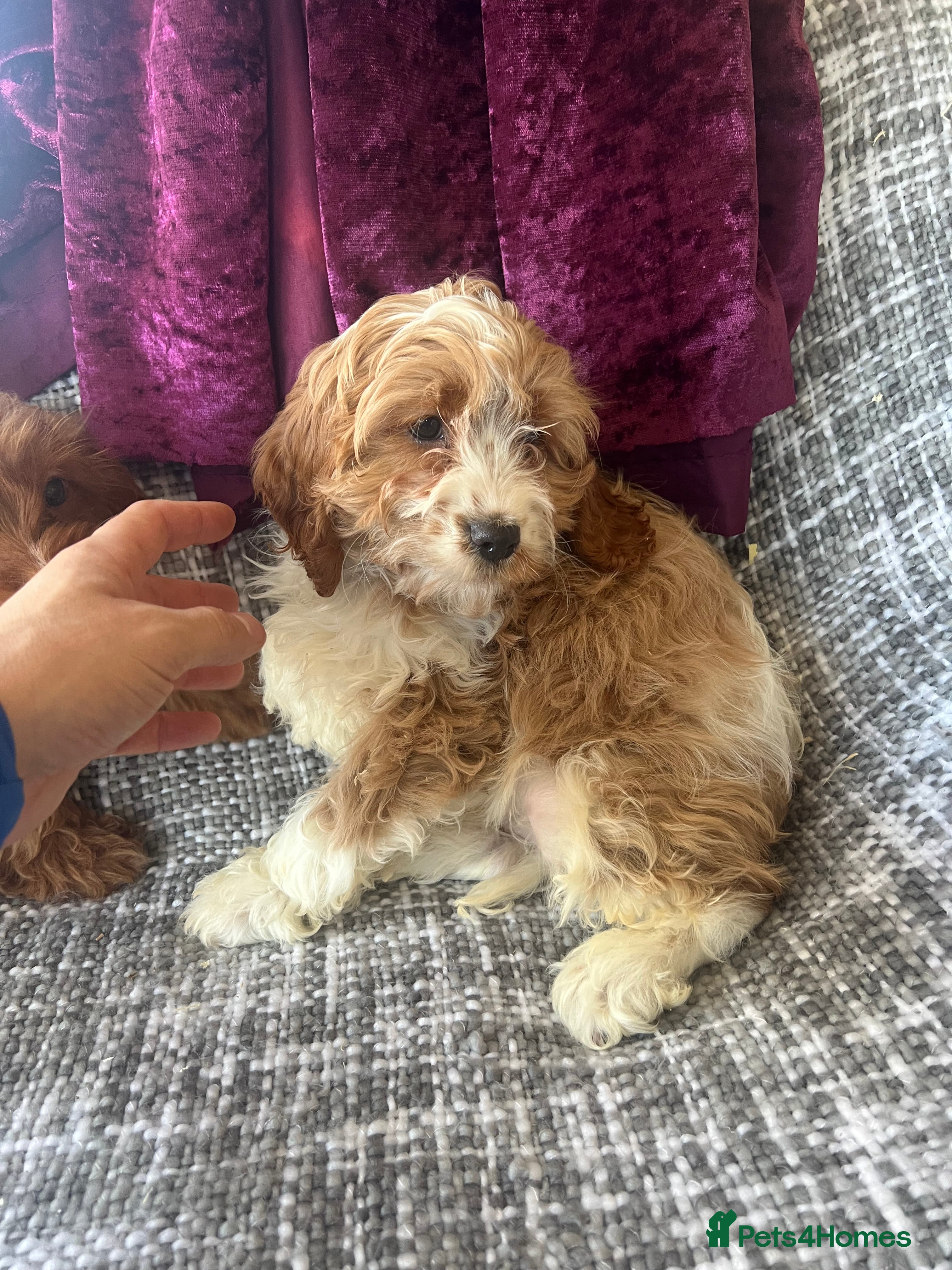 Cavapoo puppies for sale in Irvine | Pets4Homes