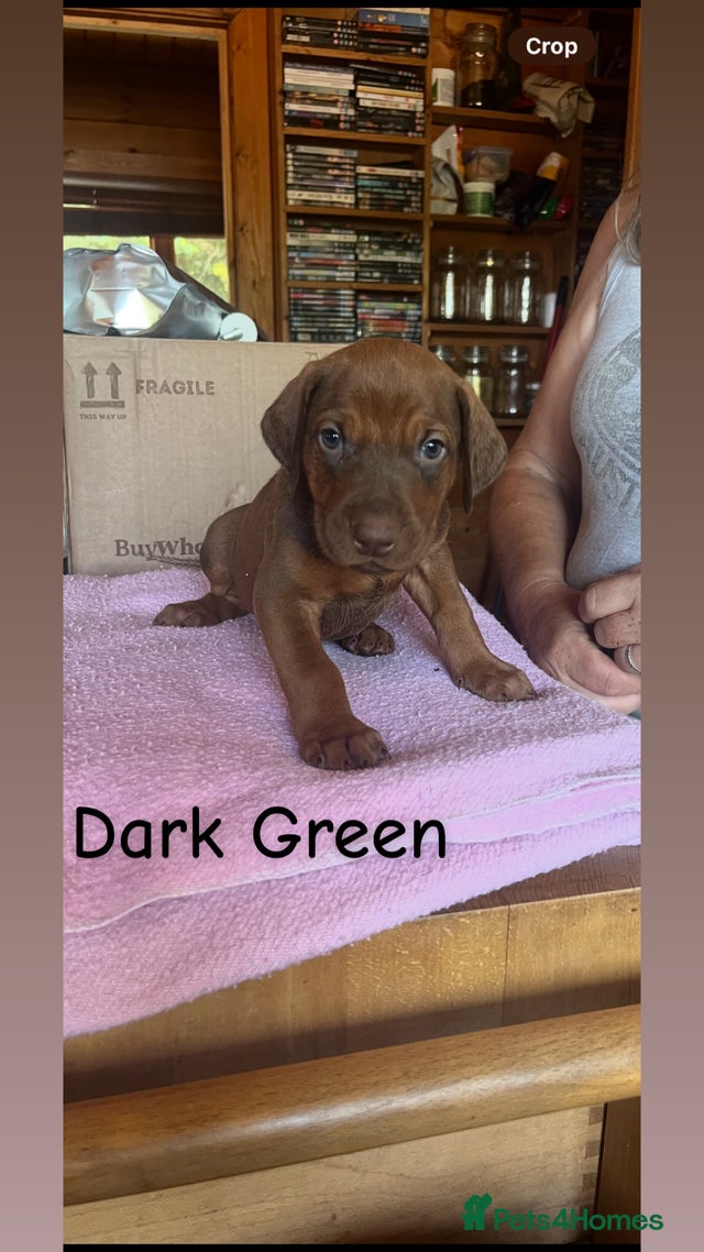 Rhodesian Ridgeback Cross Dobermann Puppies for sale in Wokingham ...
