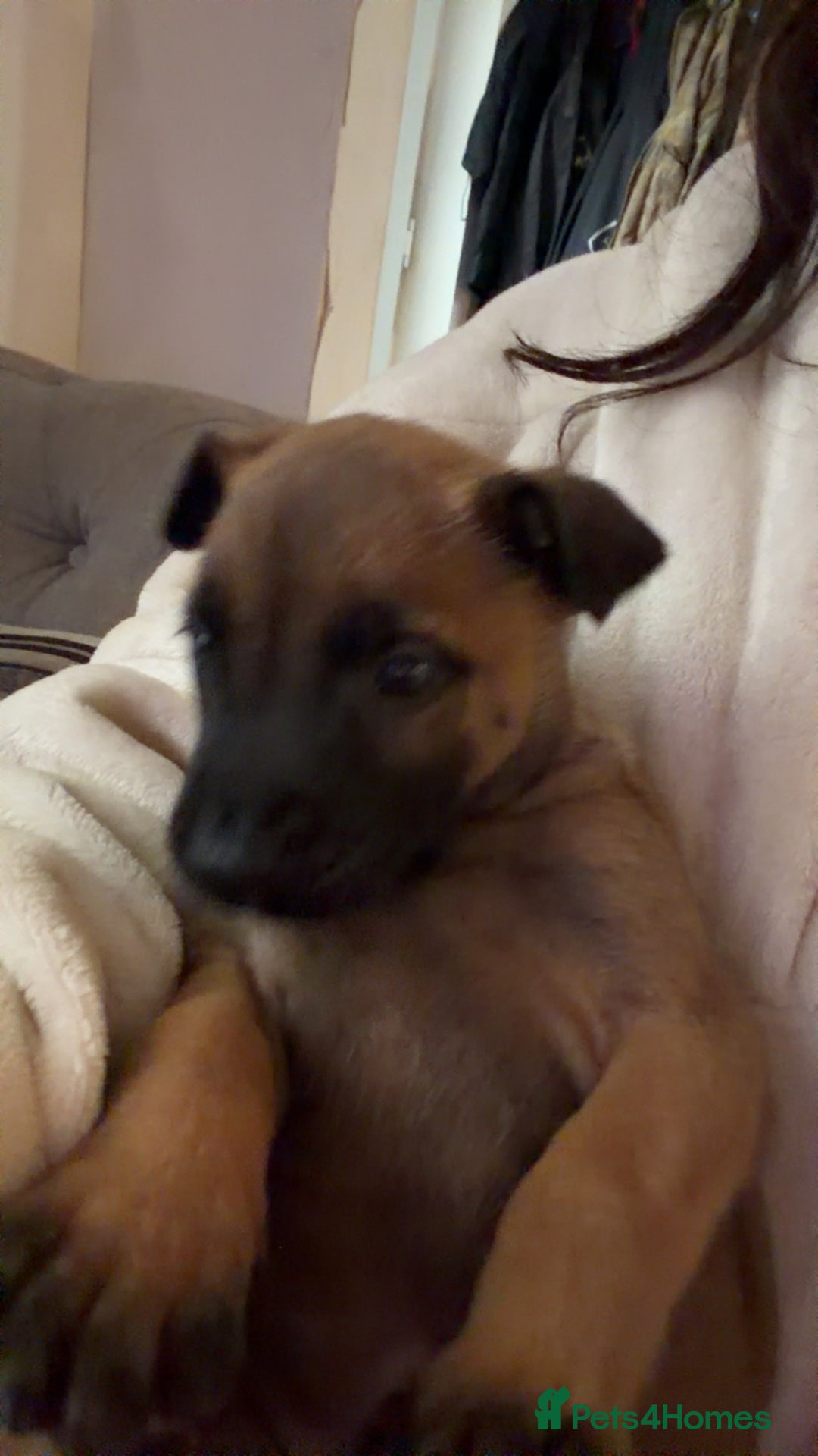 Belgian Malinois for sale in Saltburn-by-the-Sea | Pets4Homes