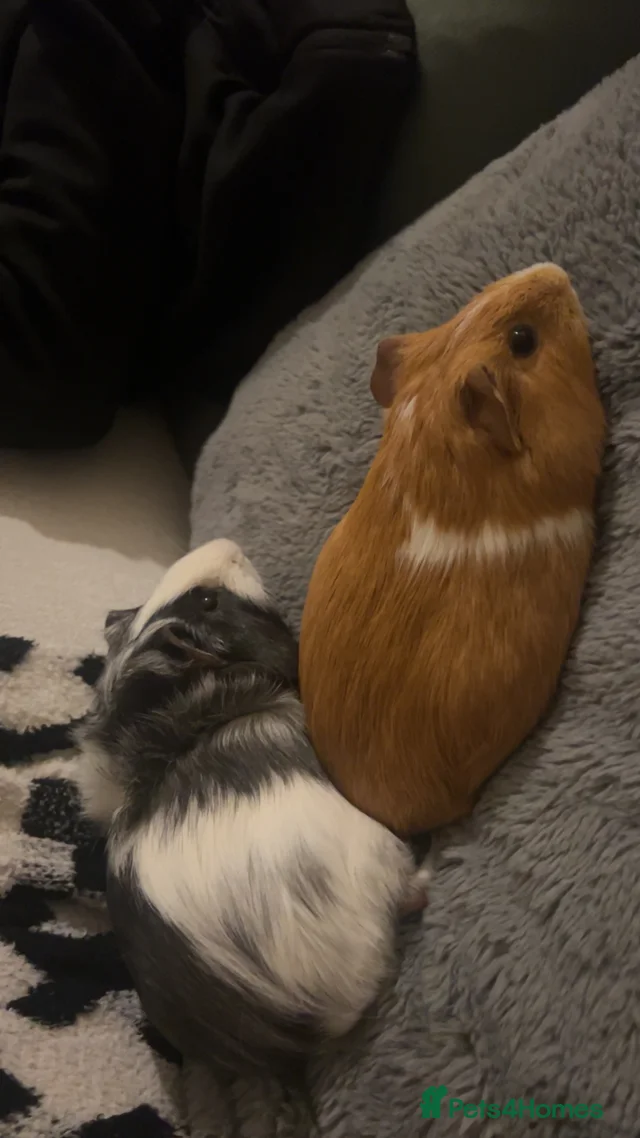 Male guinea pig for sale in Walsall | Pets4Homes