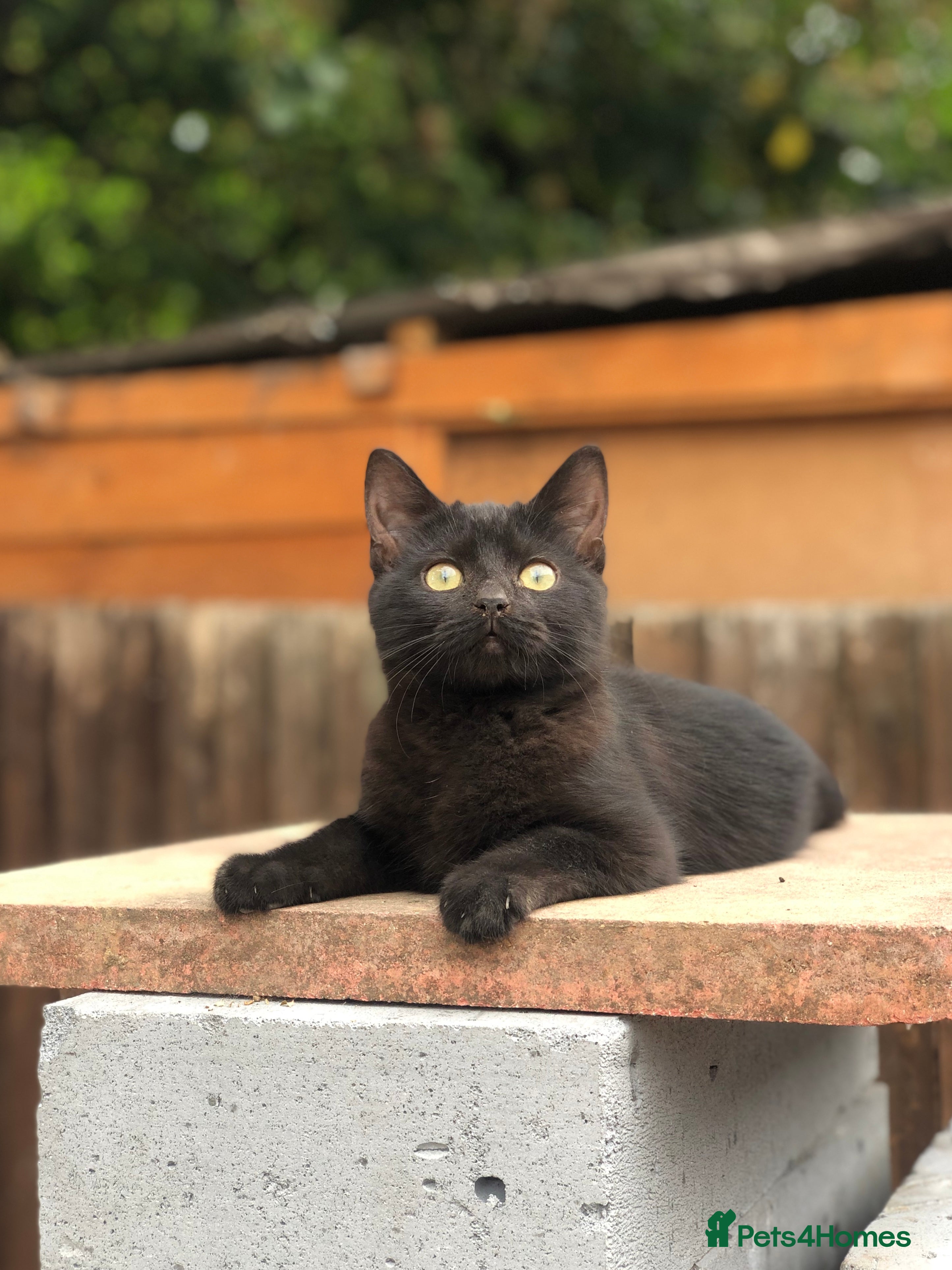 Adorable fluffy Bombay black cat friendly for sale in London | Pets4Homes