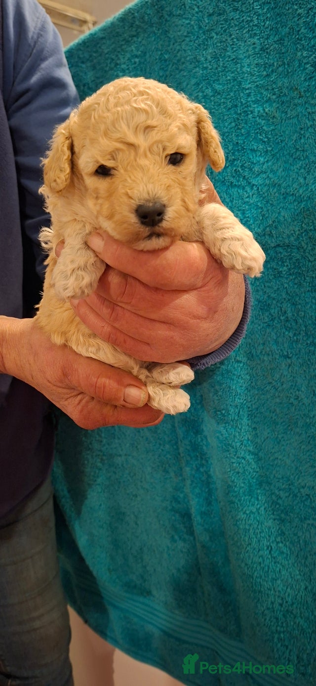 Beautiful mini poodle x bichon frise puppies for sale in Chinnor ...