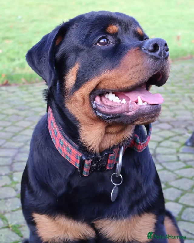 DEXTER, 5th Gen KC registered adult Rottweiler dog for sale in Burton ...
