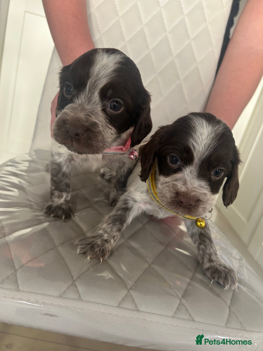 Brown Cocker Spaniel puppies for sale | Pets4Homes