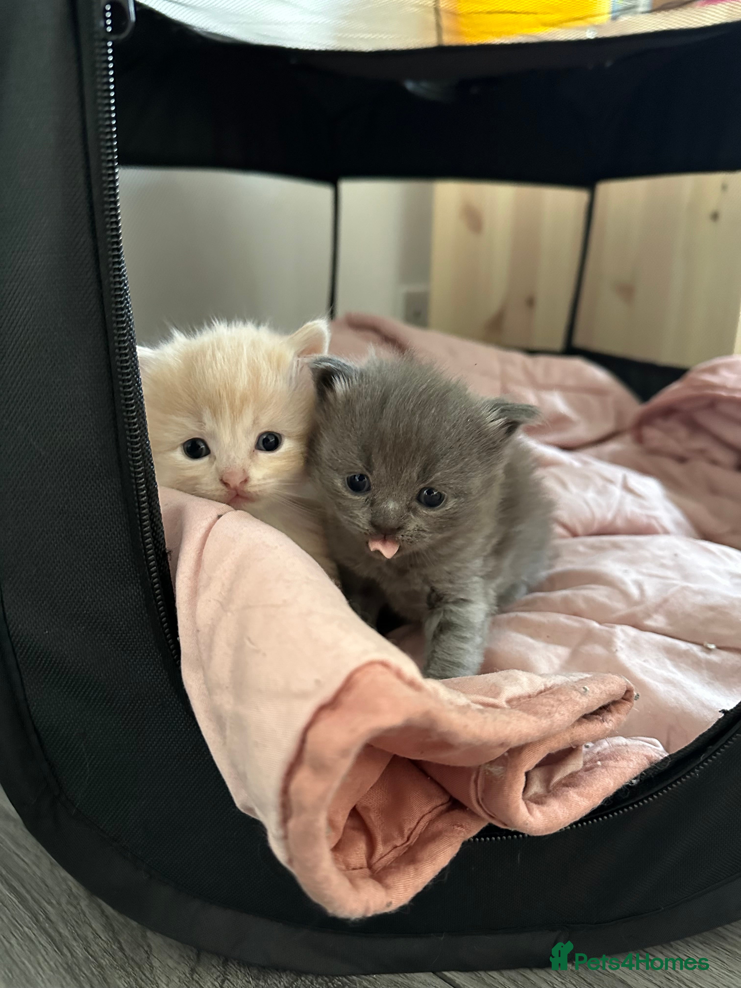 British Shorthair X Ragdoll kittens for sale in Leeds | Pets4Homes