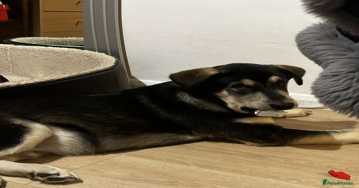 Milo - huskador for sale in Walton-on-Thames | Pets4Homes