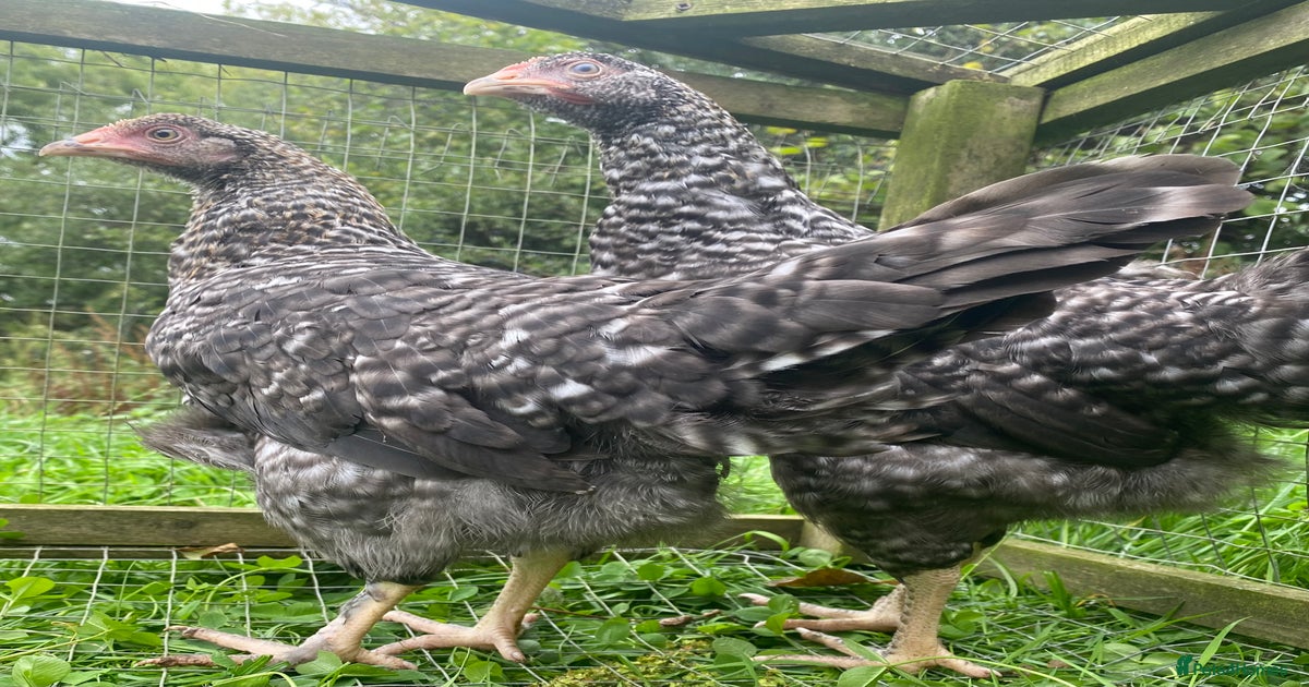 Speckled Marans for sale in Tiverton | Pets4Homes