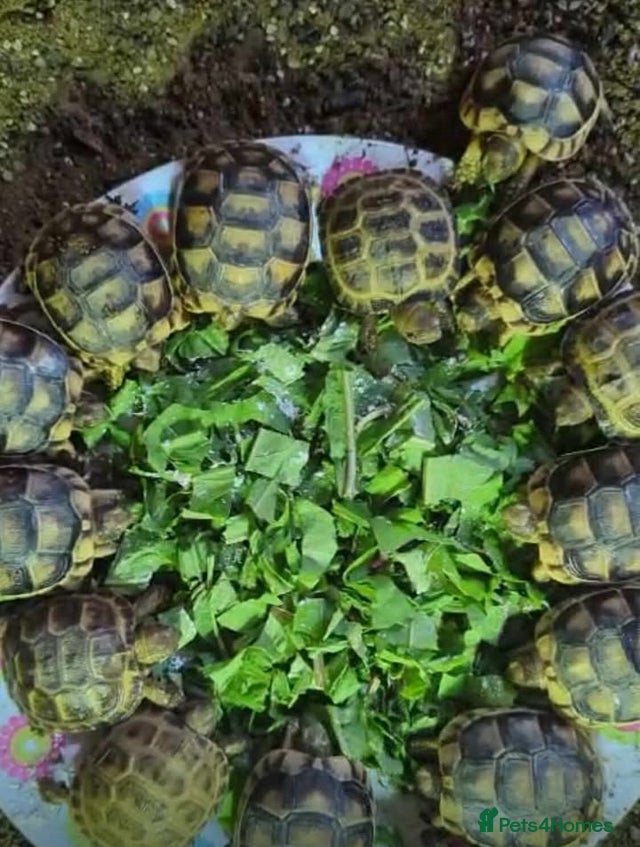 Horsefield tortoises for sale in Northallerton | Pets4Homes