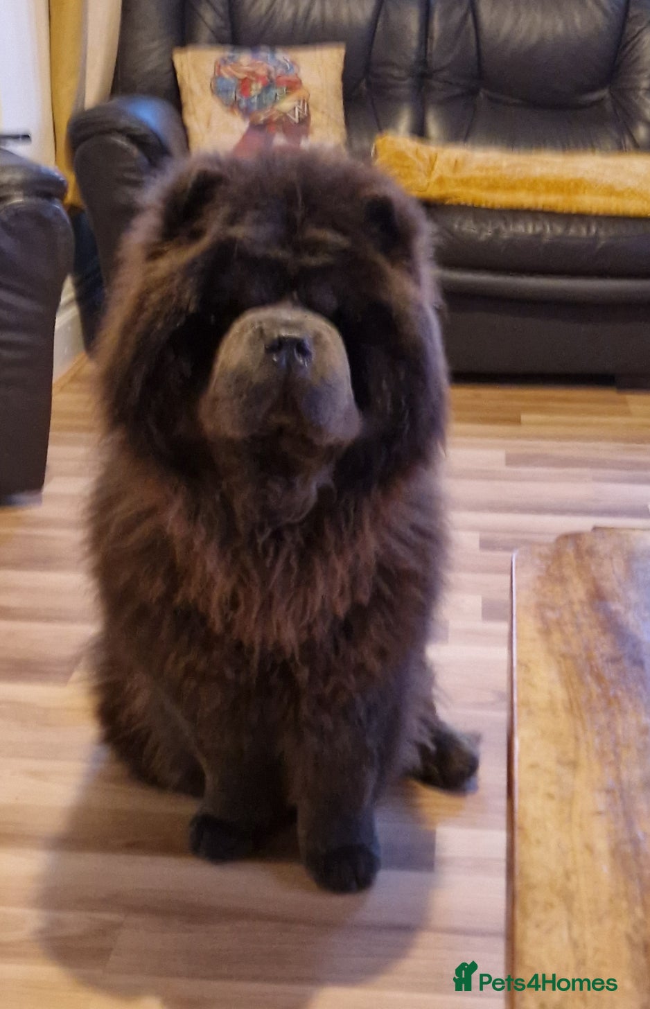 New Chow Chow puppies for sale | Pets4Homes