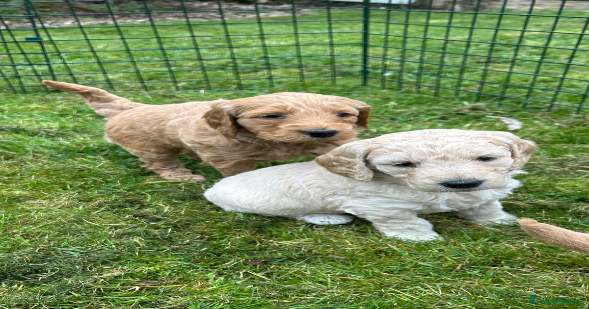 Gorgeous Goldendoodle puppies for sale in Witney | Pets4Homes