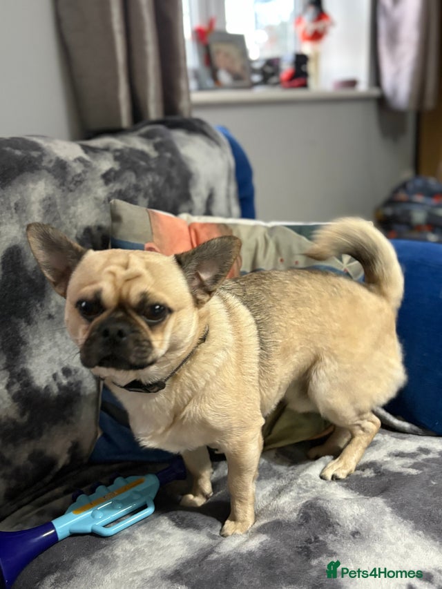 18 month old chug for sale in Shrewsbury | Pets4Homes