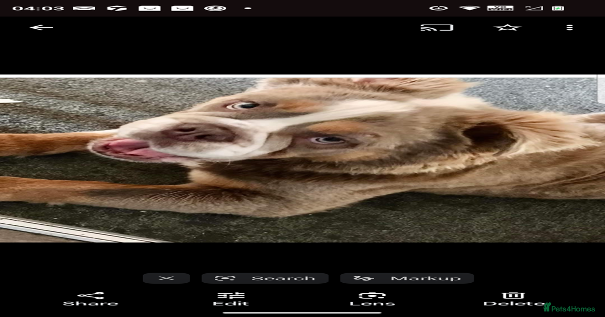 Old fluffy English bulldog for sale in Ramsgate | Pets4Homes