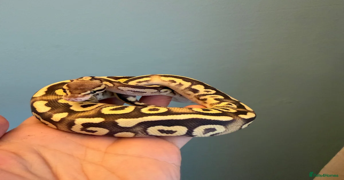 Python Snake Reptiles for sale | Pets4Homes