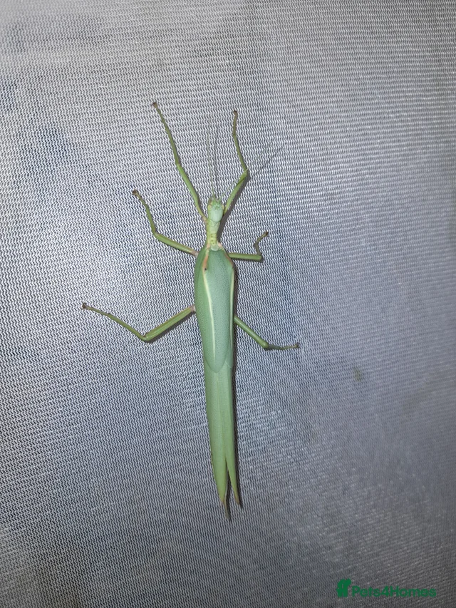 Pink winged stick insect for sale in Taunton | Pets4Homes