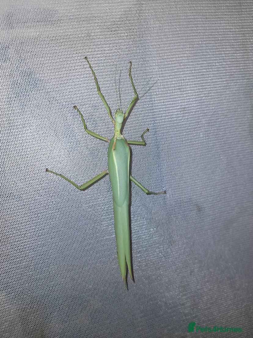 Red winged stick insect for sale in Taunton | Pets4Homes