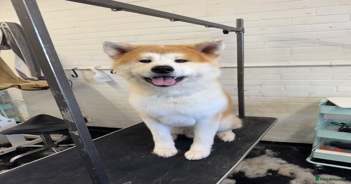 ⭐️ KC Pedigree Japanese Akita Inu ⭐️ for stud in Peterborough | Pets4Homes